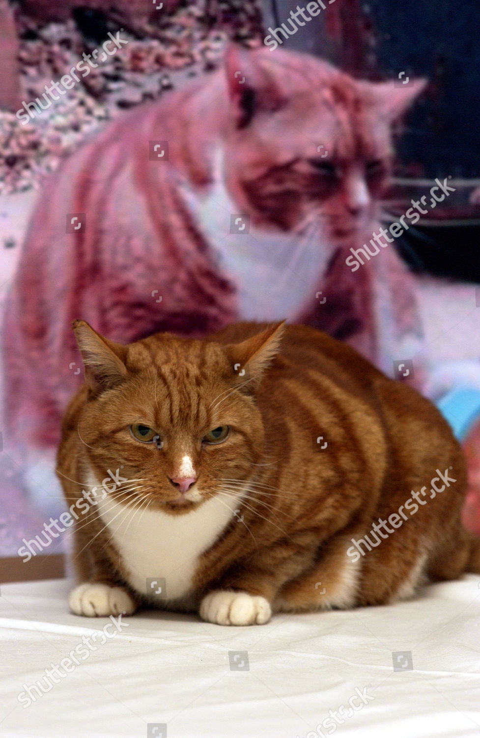 Benji Cat Wins Pet Slimmer Award Editorial Stock Photo - Stock Image ...