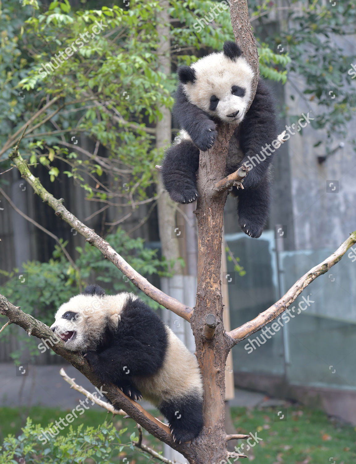 Juvenile Pandas Chengdu Panda Research Centre Editorial Stock Photo ...