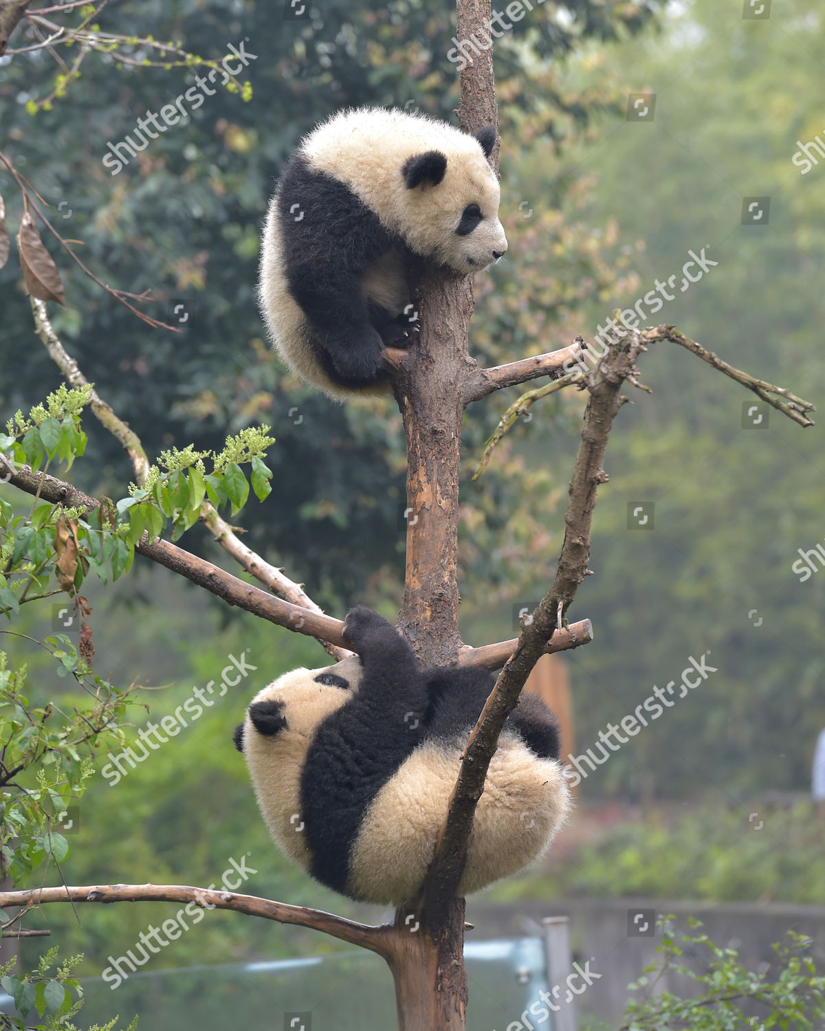 Juvenile Pandas Chengdu Panda Research Centre Editorial Stock Photo ...