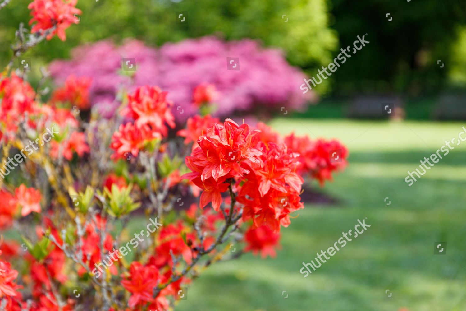 Azaleas Various Coloures Bloom Royal Botanical Editorial Stock Photo ...