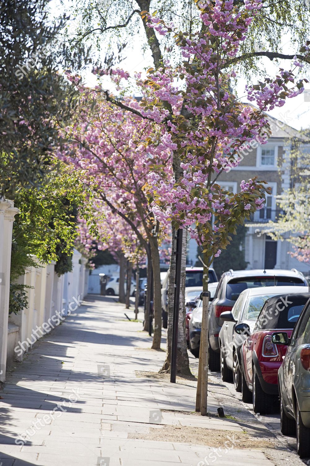 Cherry Treelined Street London W2 Editorial Stock Photo - Stock Image ...