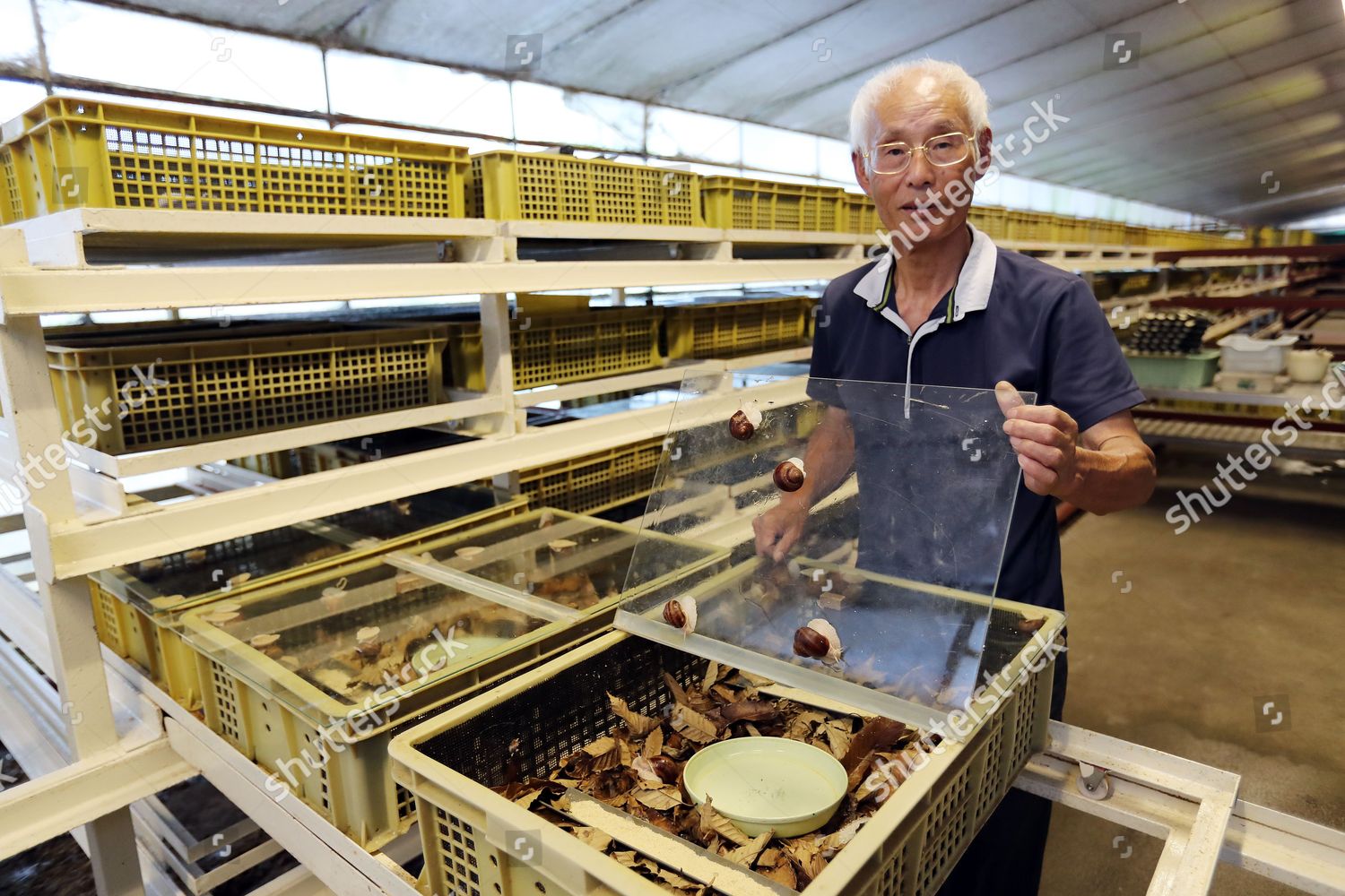 Toshihide Takases Escargot Farm Editorial Stock Photo - Stock Image ...