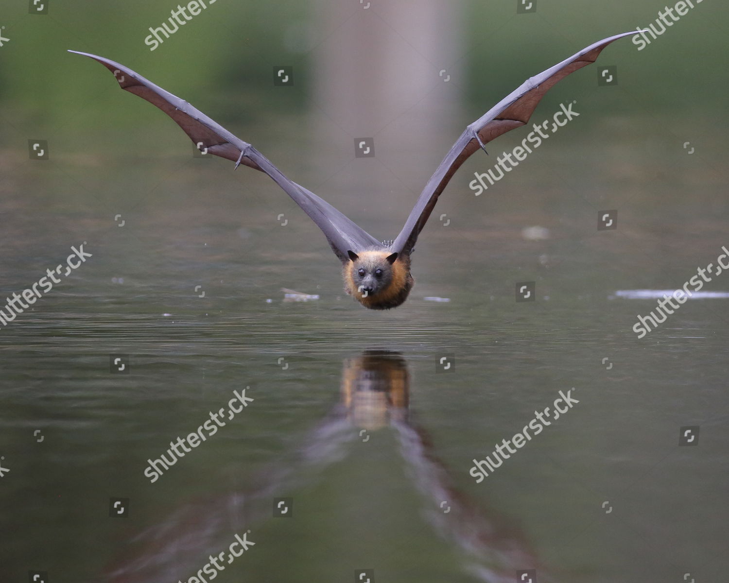 Flying Fox Bat Swooping Down On Editorial Stock Photo - Stock Image ...