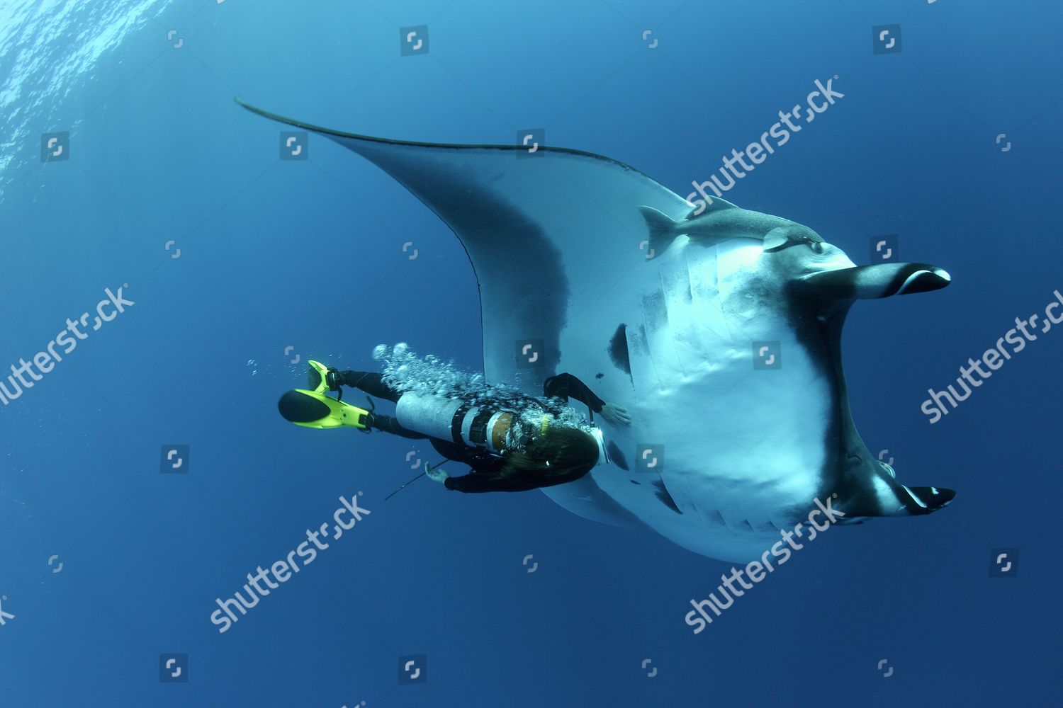 Giant Manta Ray Diver Editorial Stock Photo - Stock Image | Shutterstock