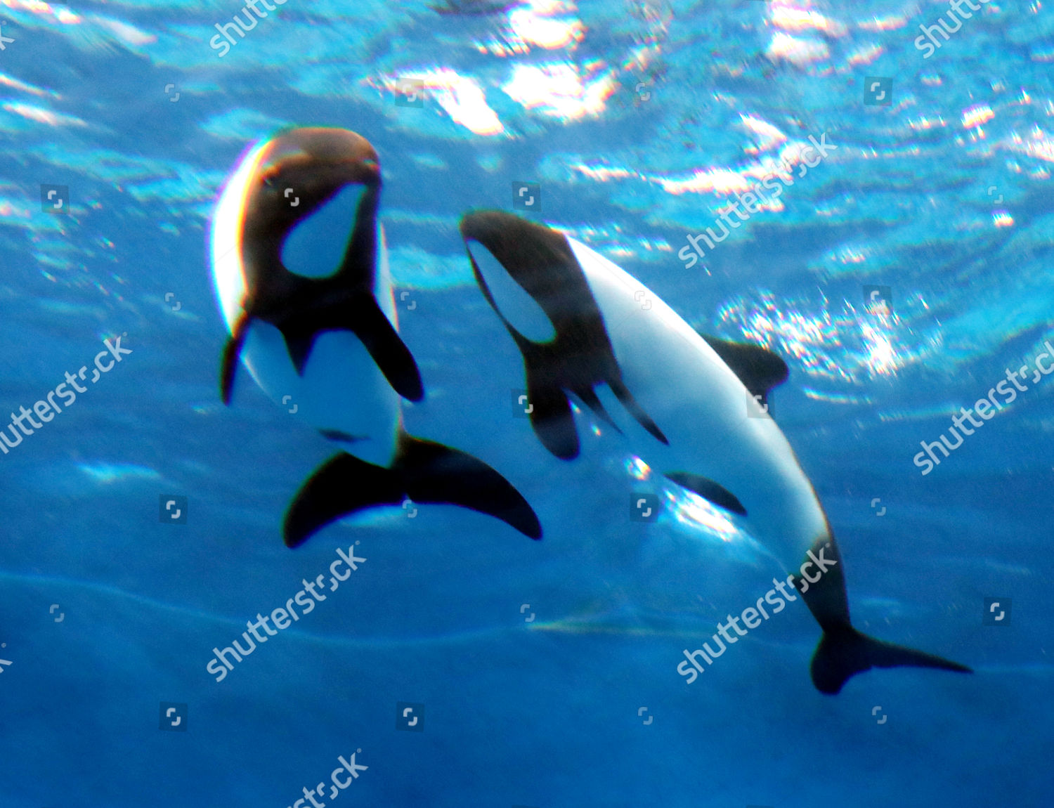 Commersons Piebald Dolphins Known Panda Dolphins Editorial Stock Photo ...