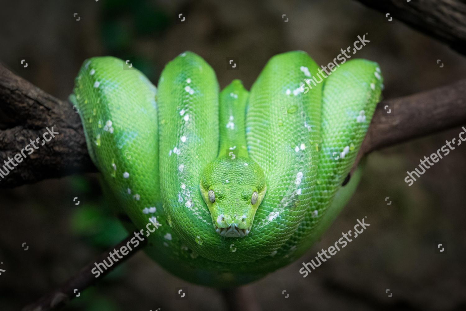 Green Tree Python Chondropython Viridis On Editorial Stock Photo ...
