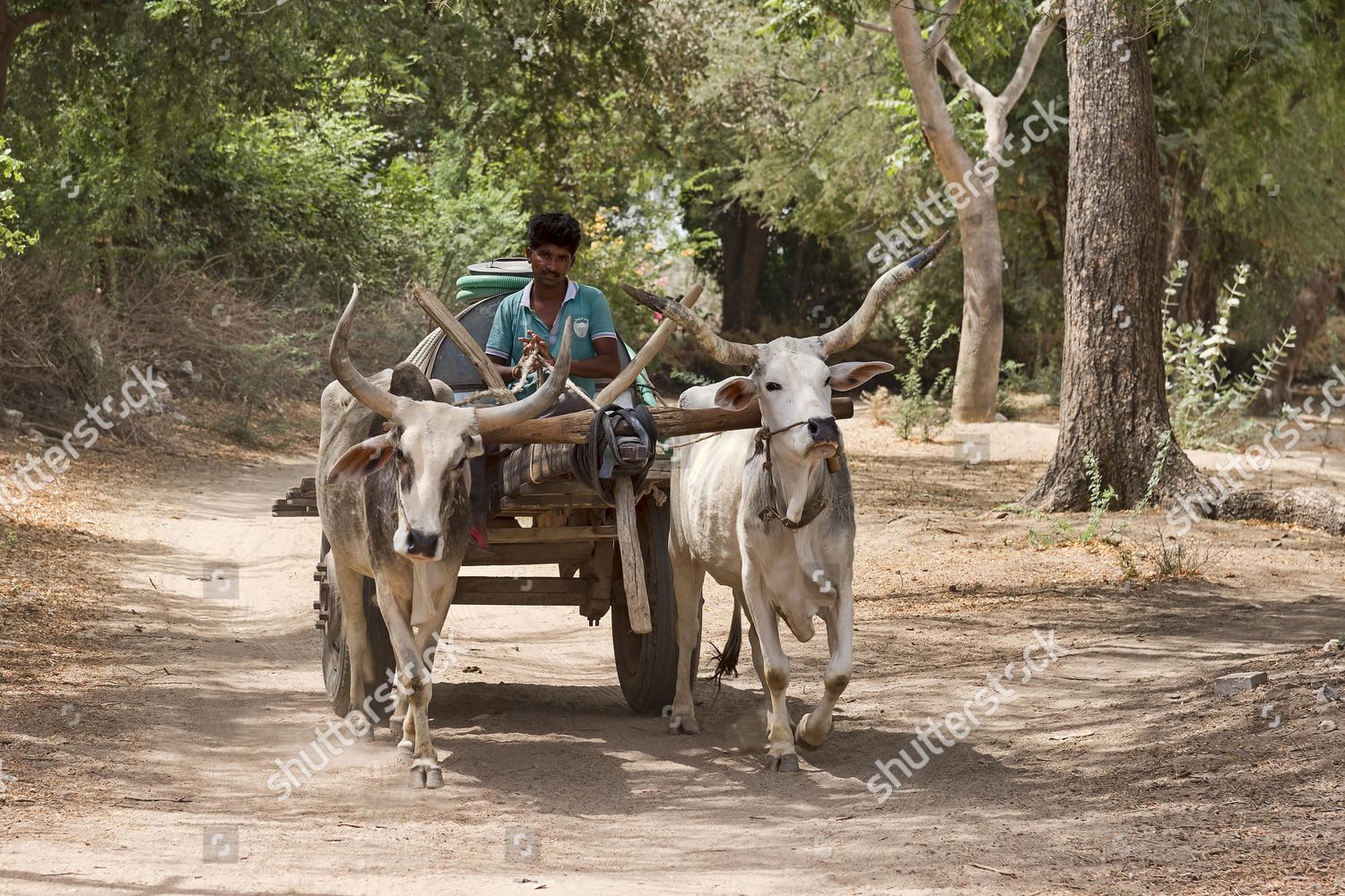 Zebu Cattle Zebu Hump Cattle Bos Editorial Stock Photo - Stock Image ...
