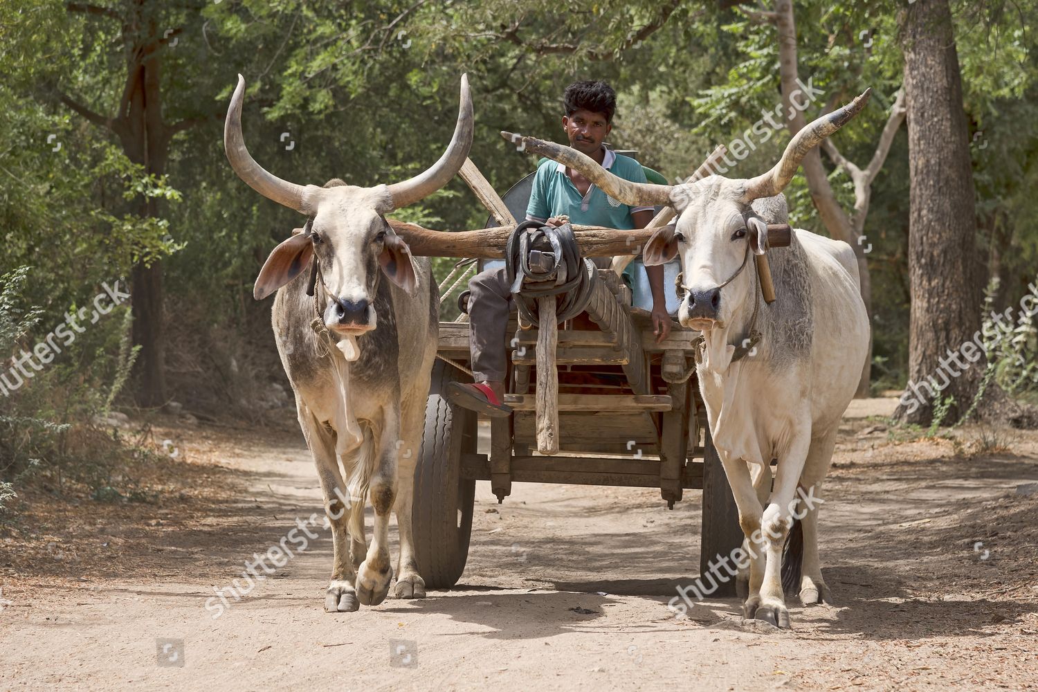 Zebu Cattle Zebu Hump Cattle Bos Editorial Stock Photo - Stock Image ...