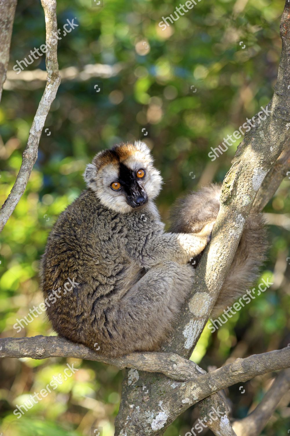Redfronted Lemur Lemur Fulvus Rufus Adult Editorial Stock Photo - Stock ...