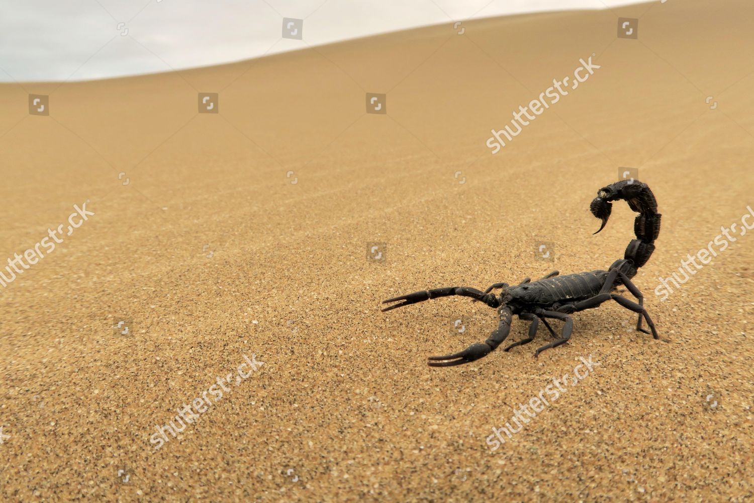 Black Scorpion Parabuthus Villosus Running On Editorial Stock Photo ...