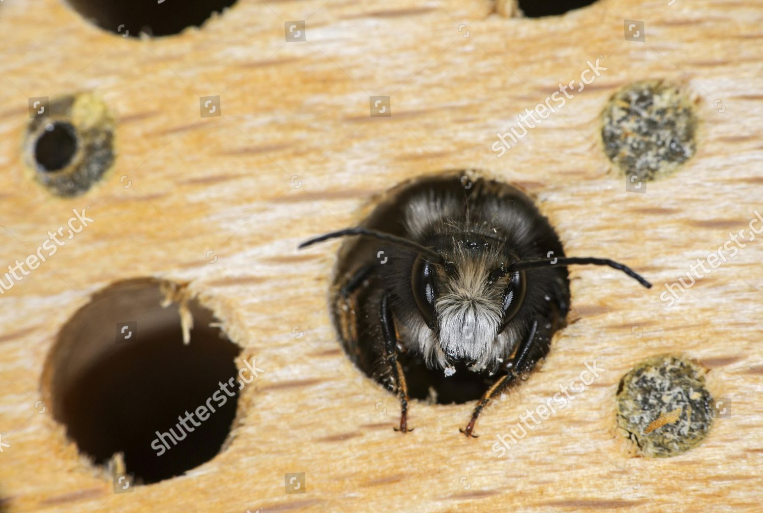 Hatching Red Mason Bee Osmia Bicornis Editorial Stock Photo - Stock ...
