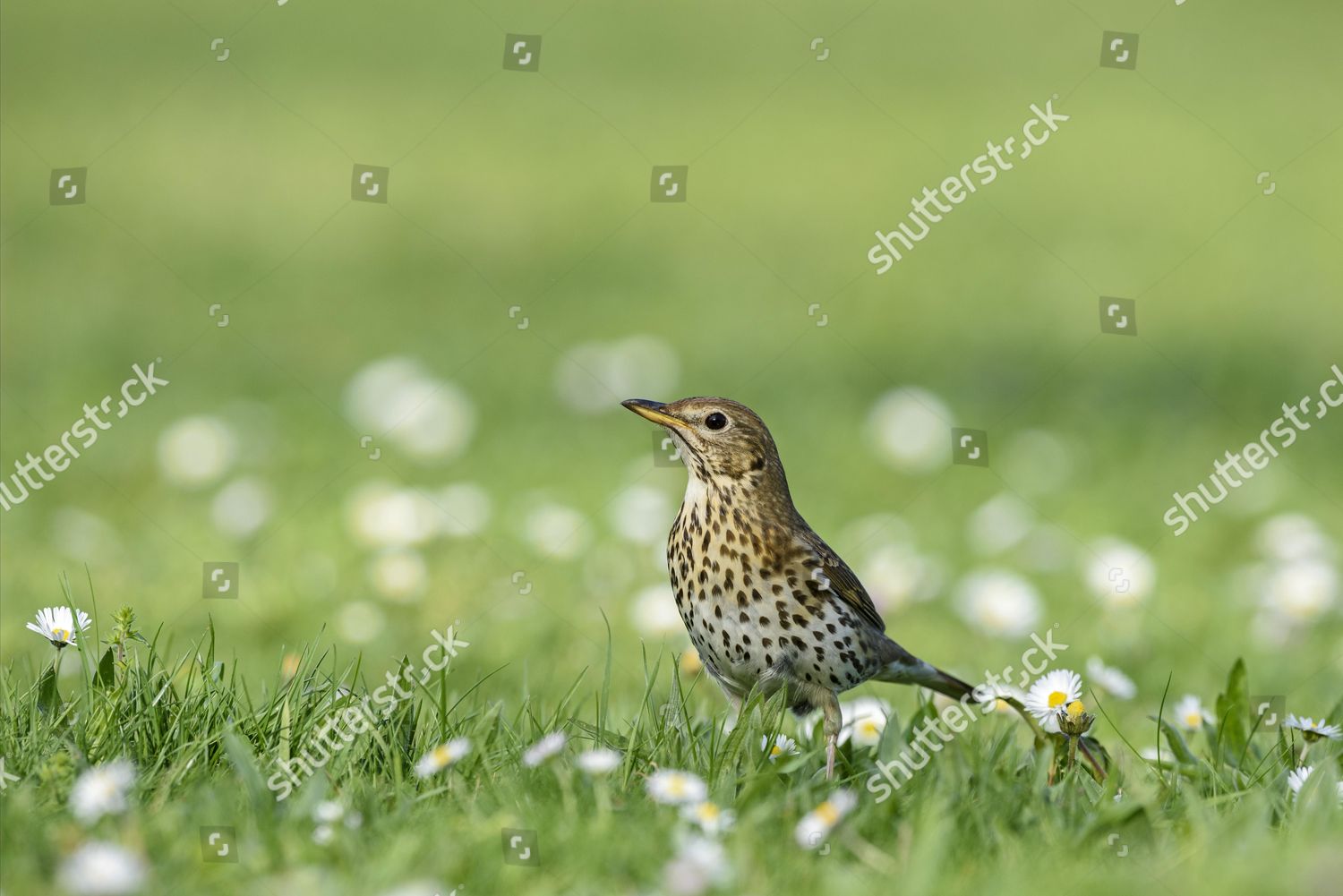 Song Thrush Turdus Philomelos Flower Meadow Editorial Stock Photo ...