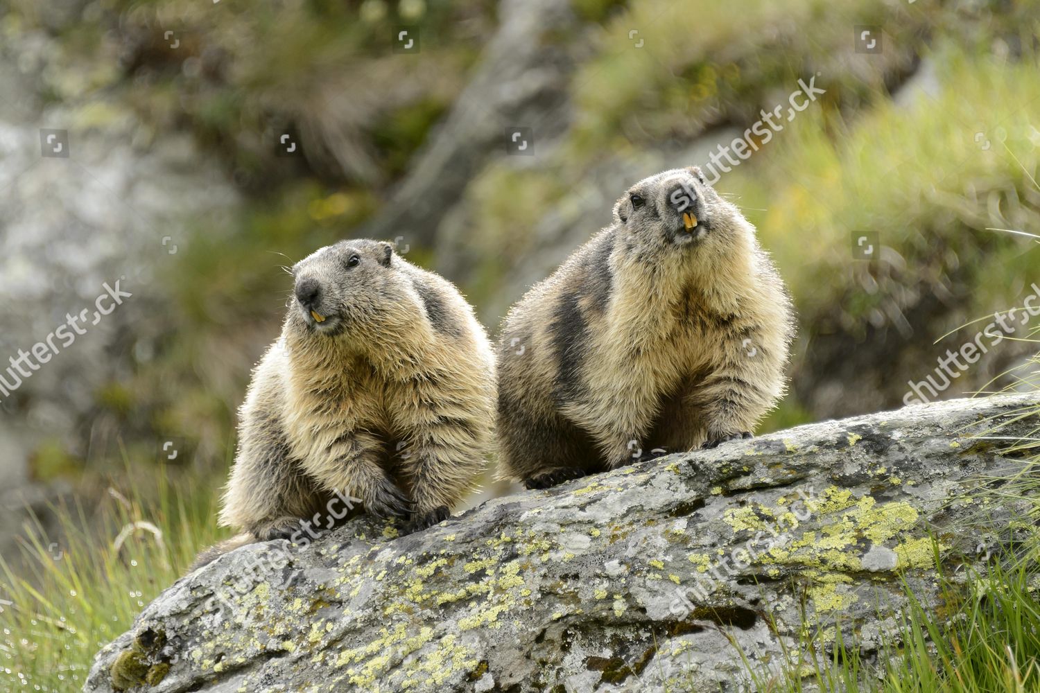 Two Alpine Marmots Marmota Marmota On Editorial Stock Photo - Stock Image | Shutterstock