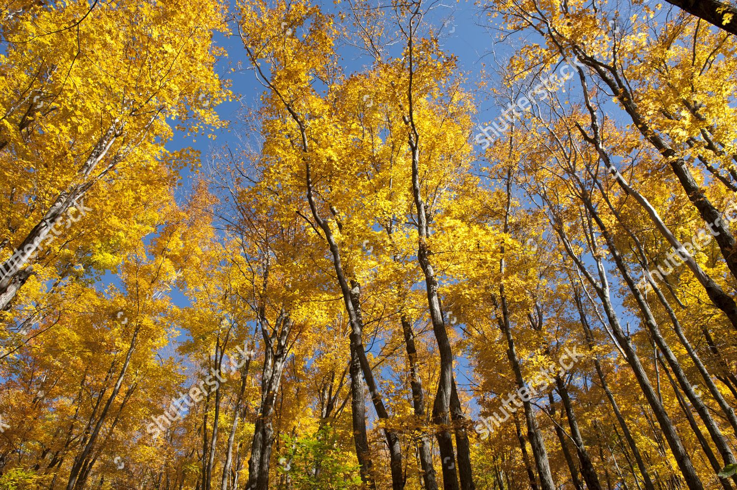Trees Forest Sugar Maple Acer Saccharum Editorial Stock Photo - Stock ...