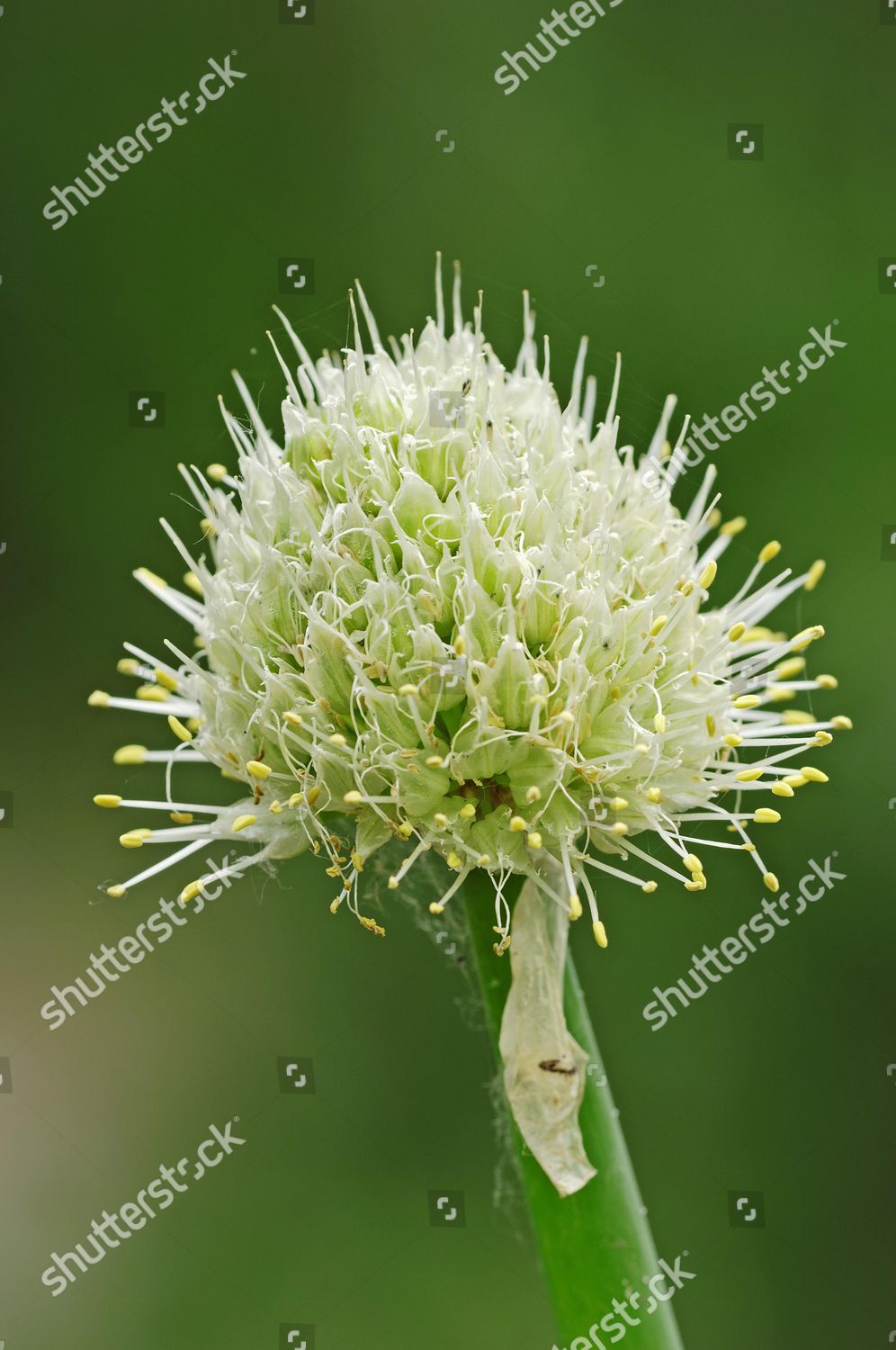 Green Onion Allium Fistulosum Allium Altaicum Editorial Stock Photo ...