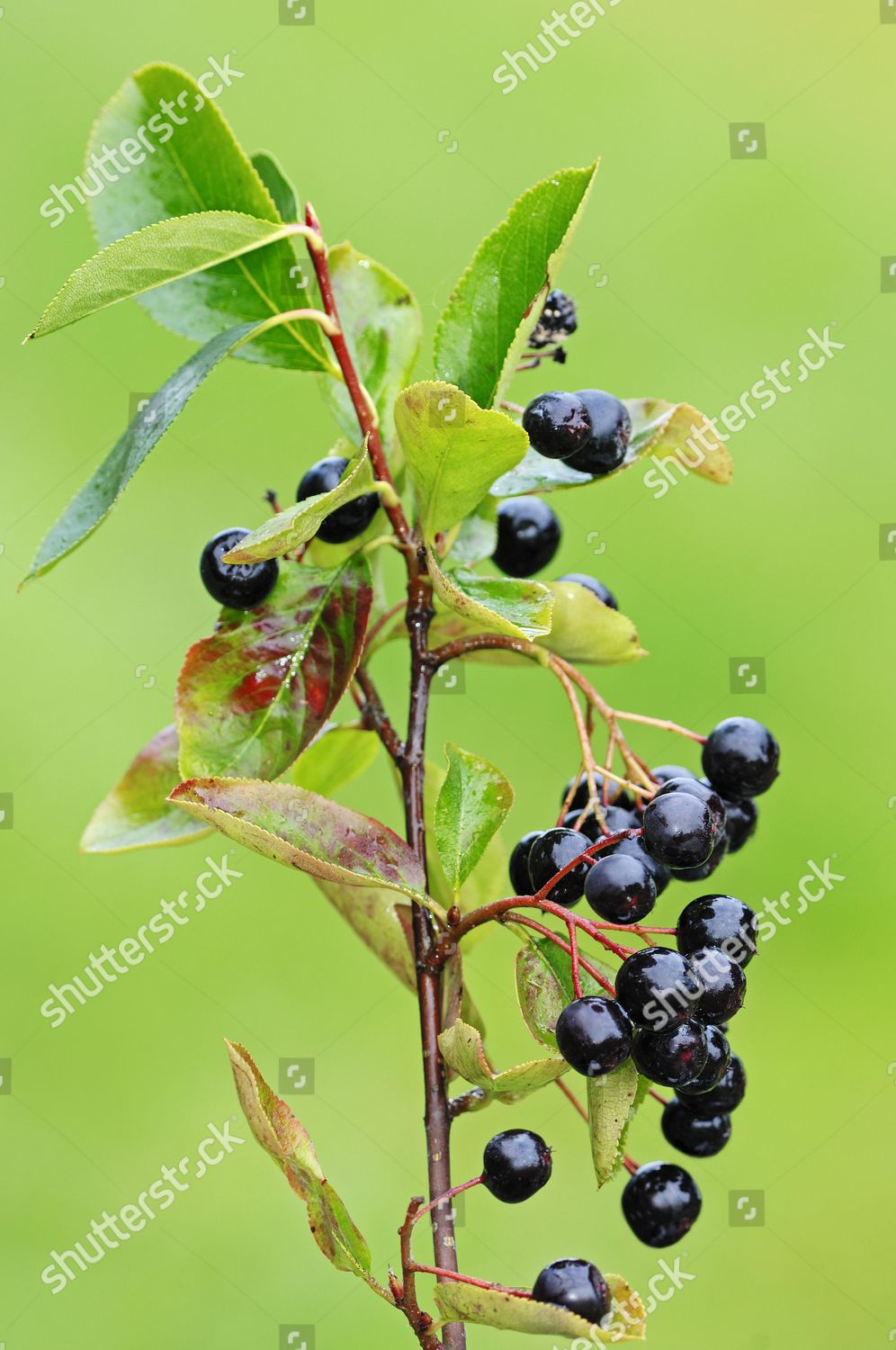 Juneberry Amelanchier Lamarckii Branch Fruit Native - Foto de stock de ...