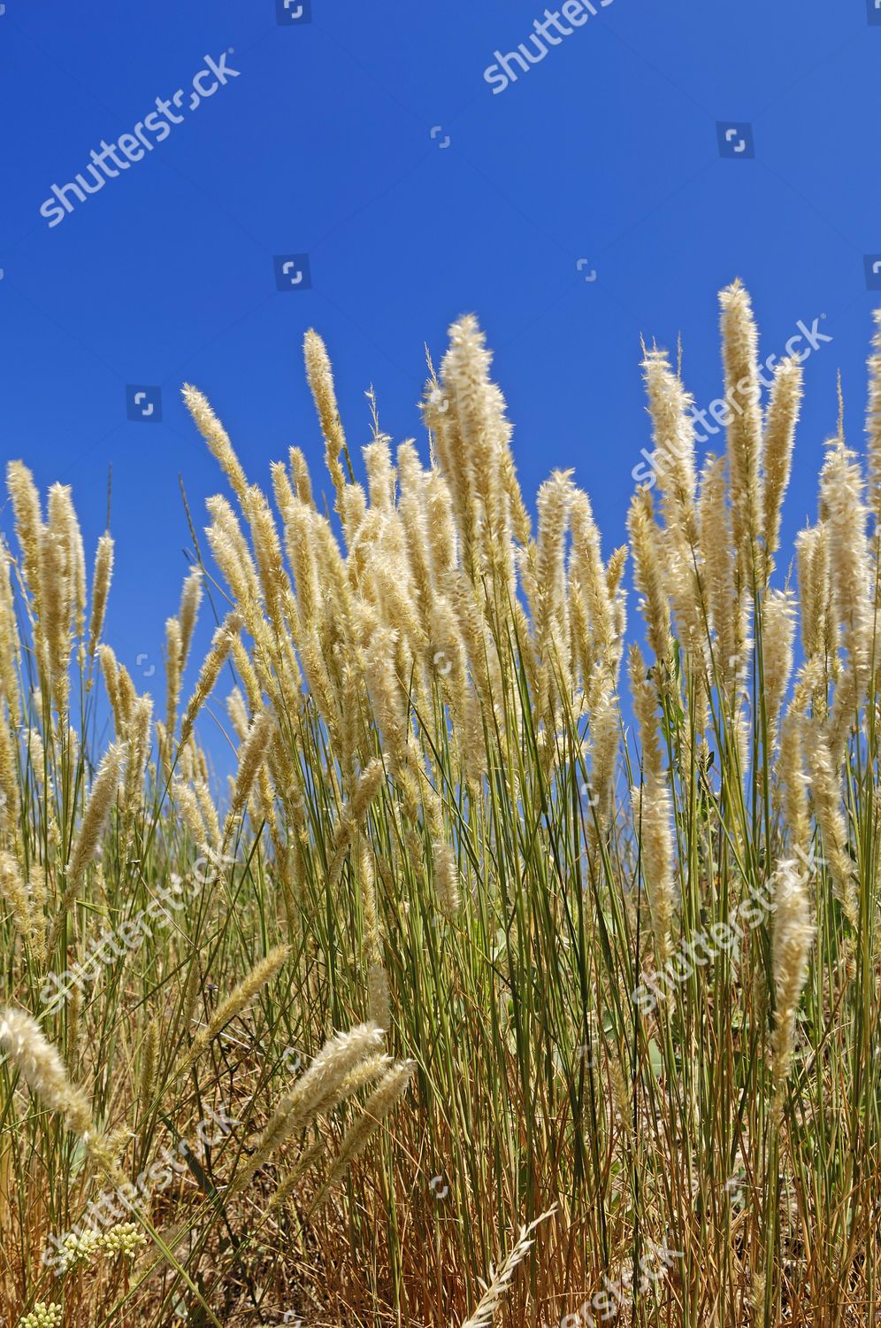 European Marram Grass European Beachgrass Ammophila Editorial Stock ...