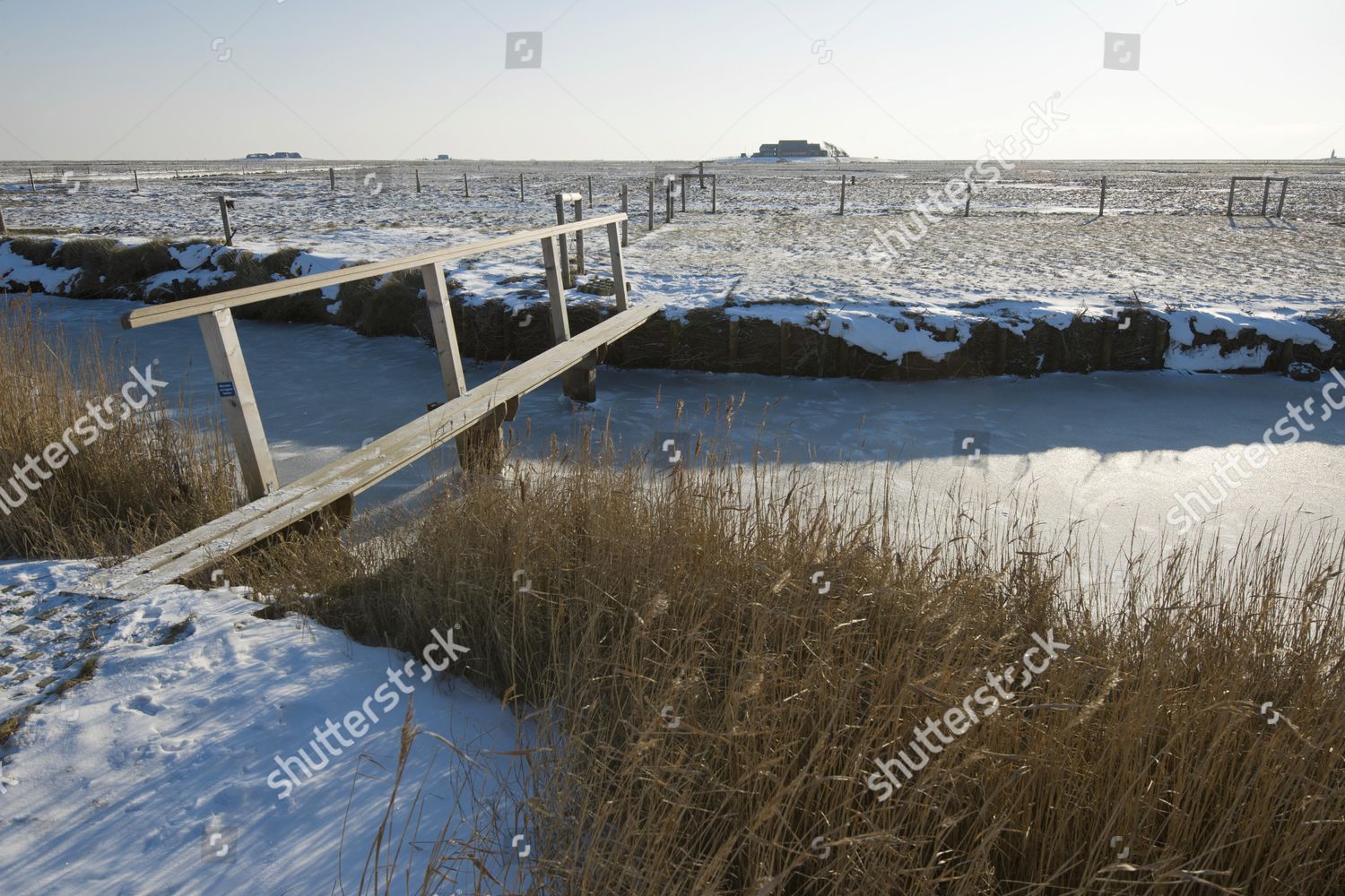 Mayenswarf On Hallig Langeness Holm Winter Editorial Stock Photo ...