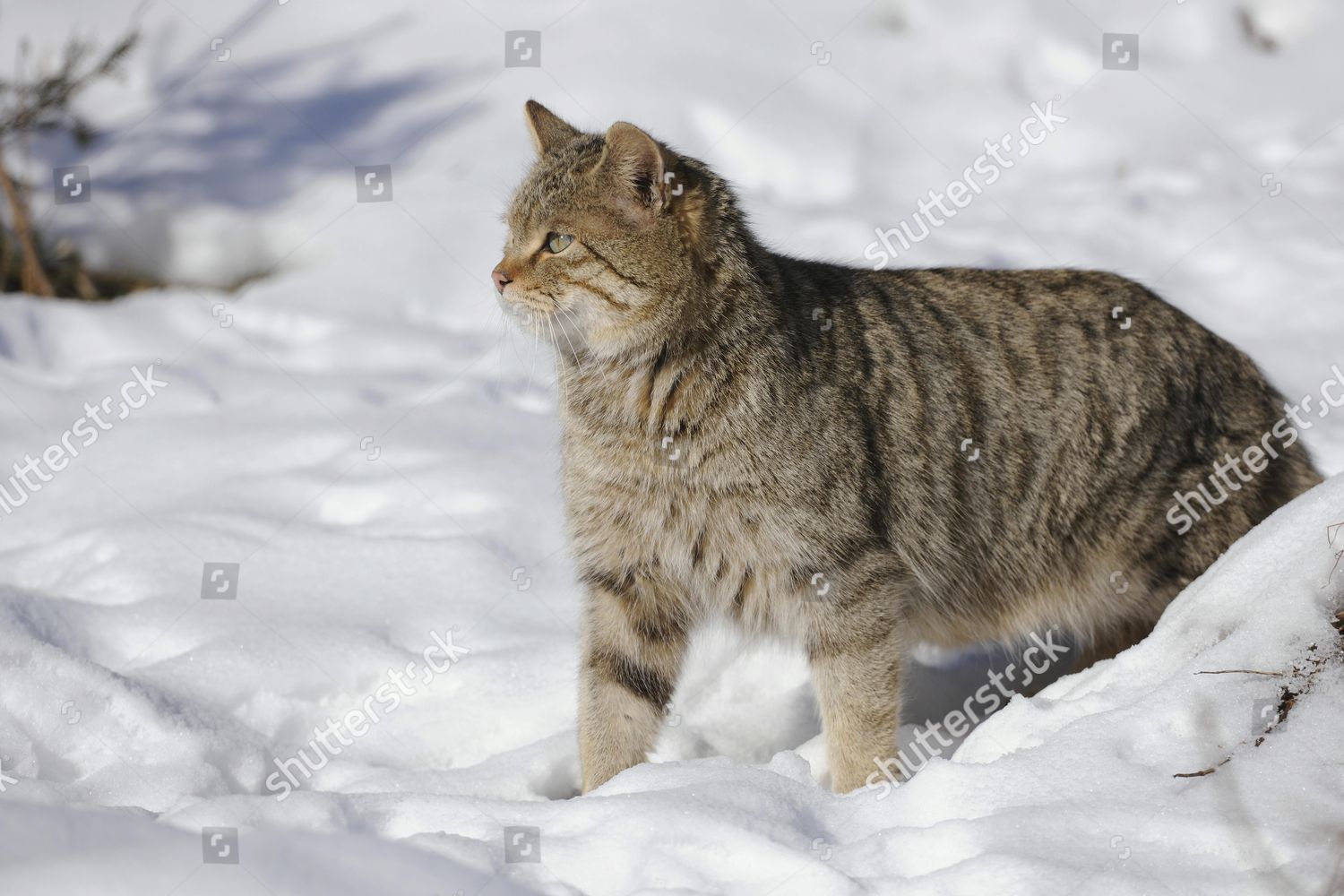 Wildcat Felis Silvestris Male Tomcat Snow Editorial Stock Photo - Stock ...