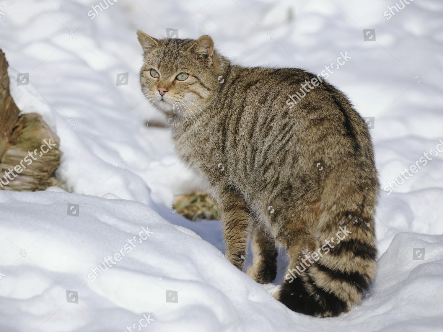 Wildcat Felis Silvestris Male Tomcat Snow - Foto de stock de contenido ...