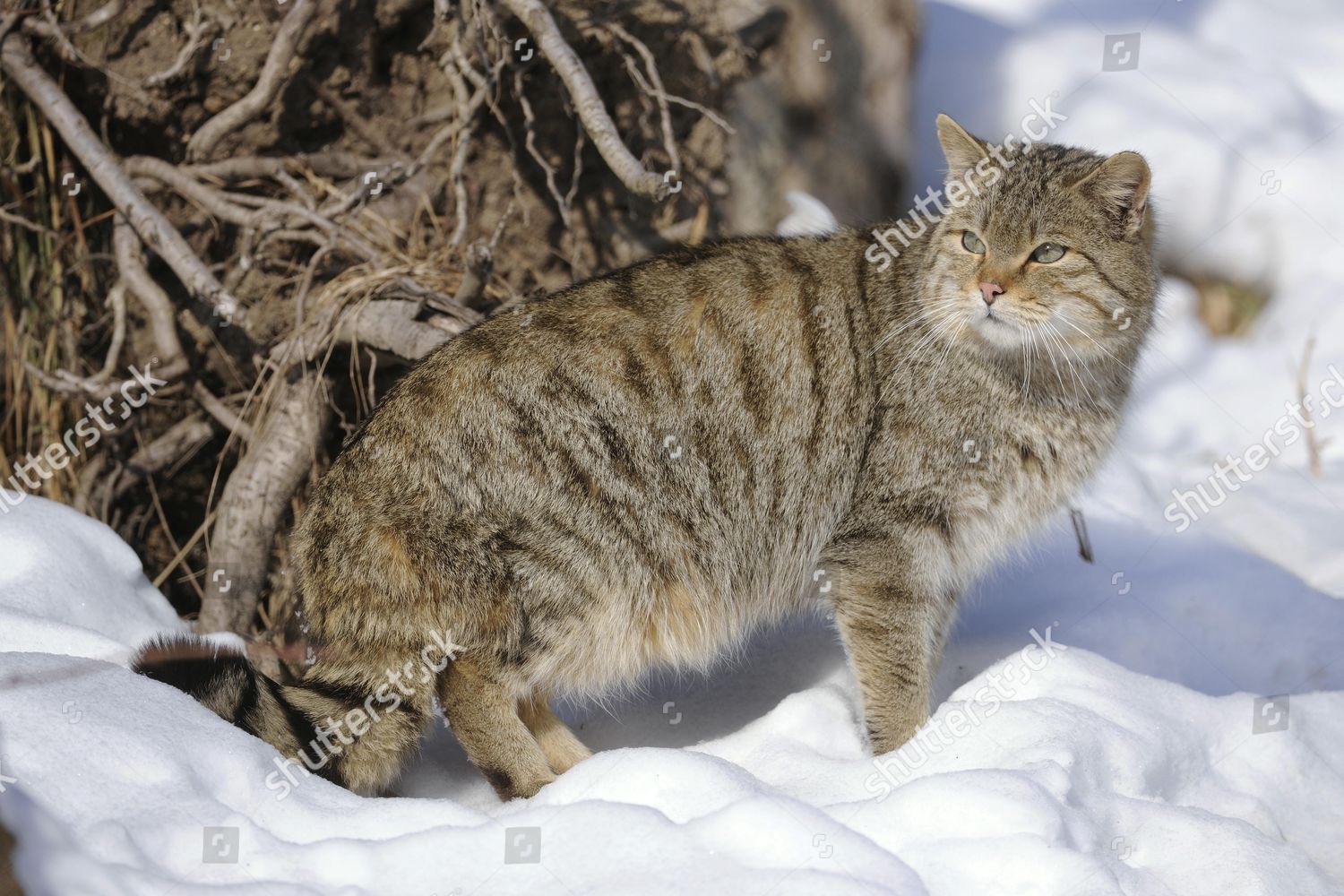 Wildcat Felis Silvestris Male Tomcat Snow Editorial Stock Photo - Stock ...