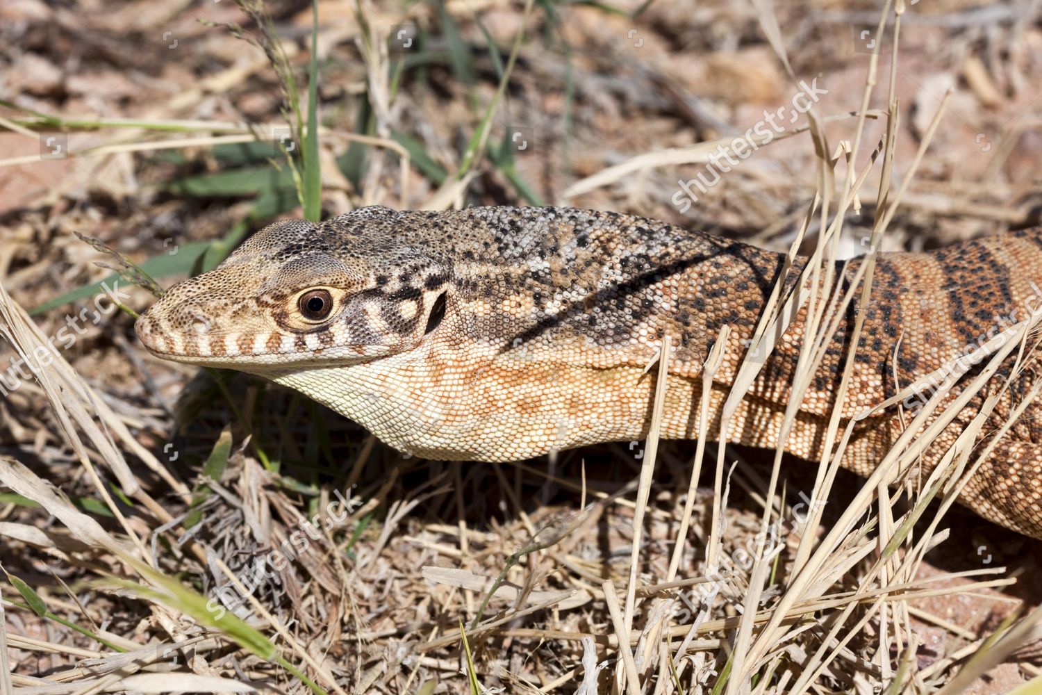 Sand Goanna Varanus Gouldii Northern Territory Editorial Stock Photo ...