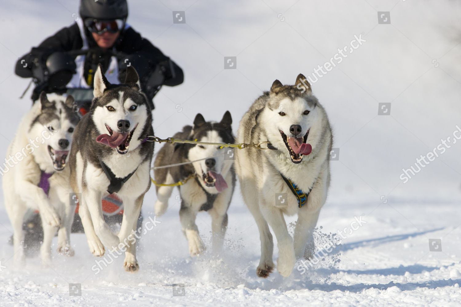 Sled Dog Race On Snow Lenk Editorial Stock Photo - Stock Image ...