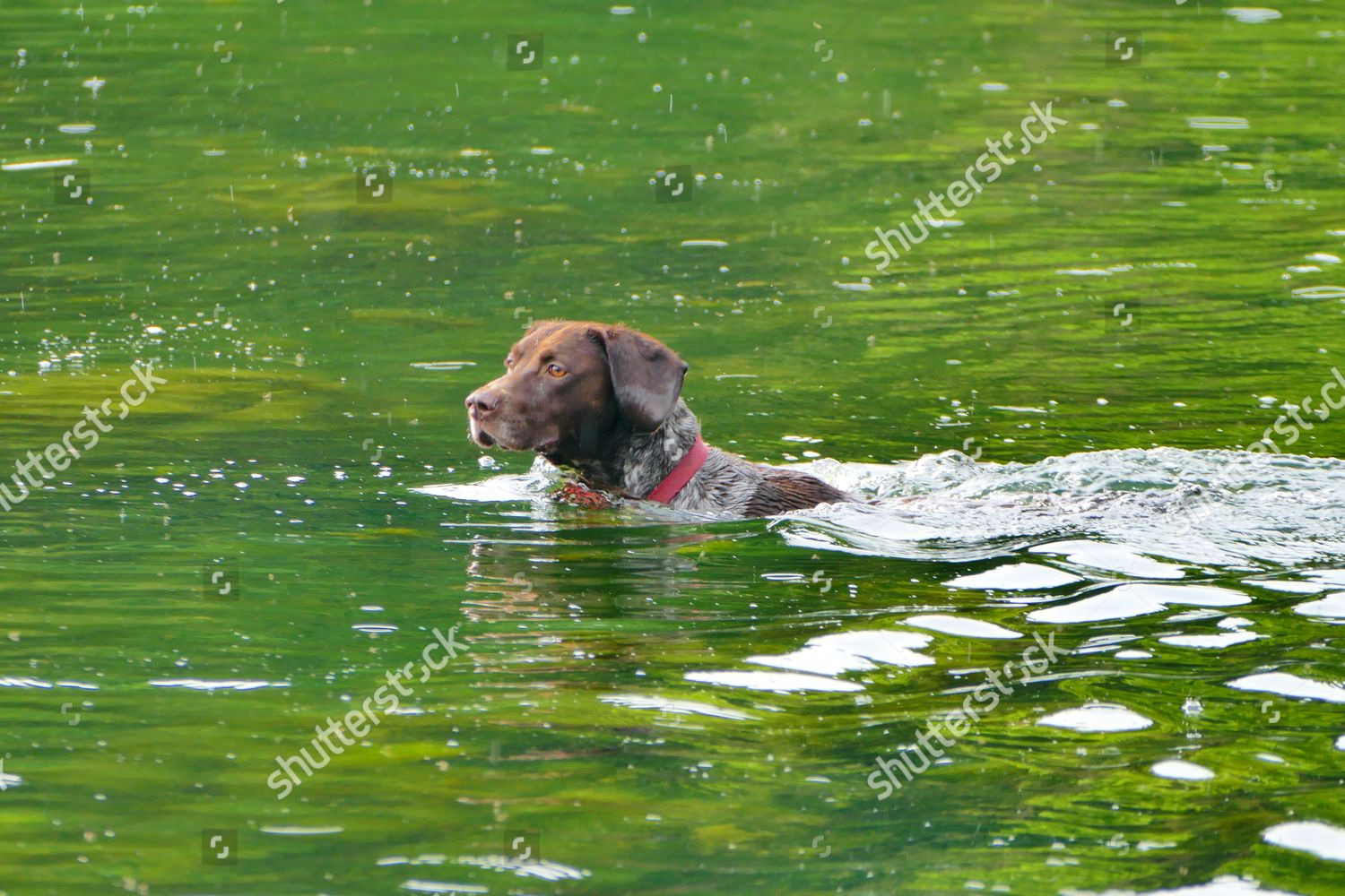 Muddle Dog Goes Swim Cool Down Editorial Stock Photo - Stock Image ...