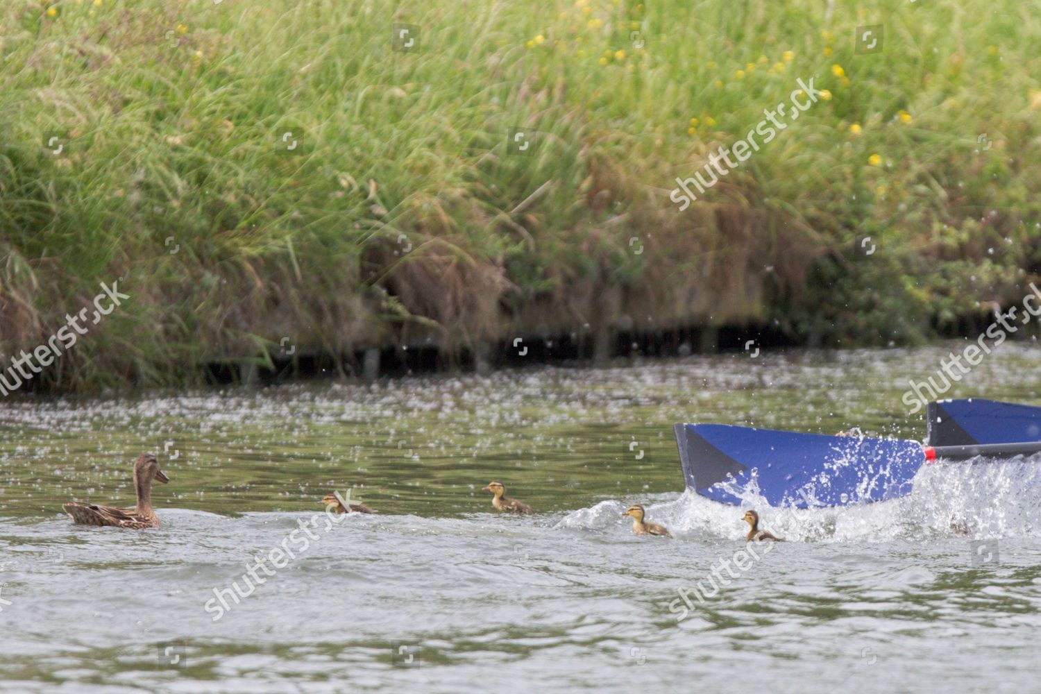 Moment Duckling Decapitated By Rowing Crew Editorial Stock Photo ...