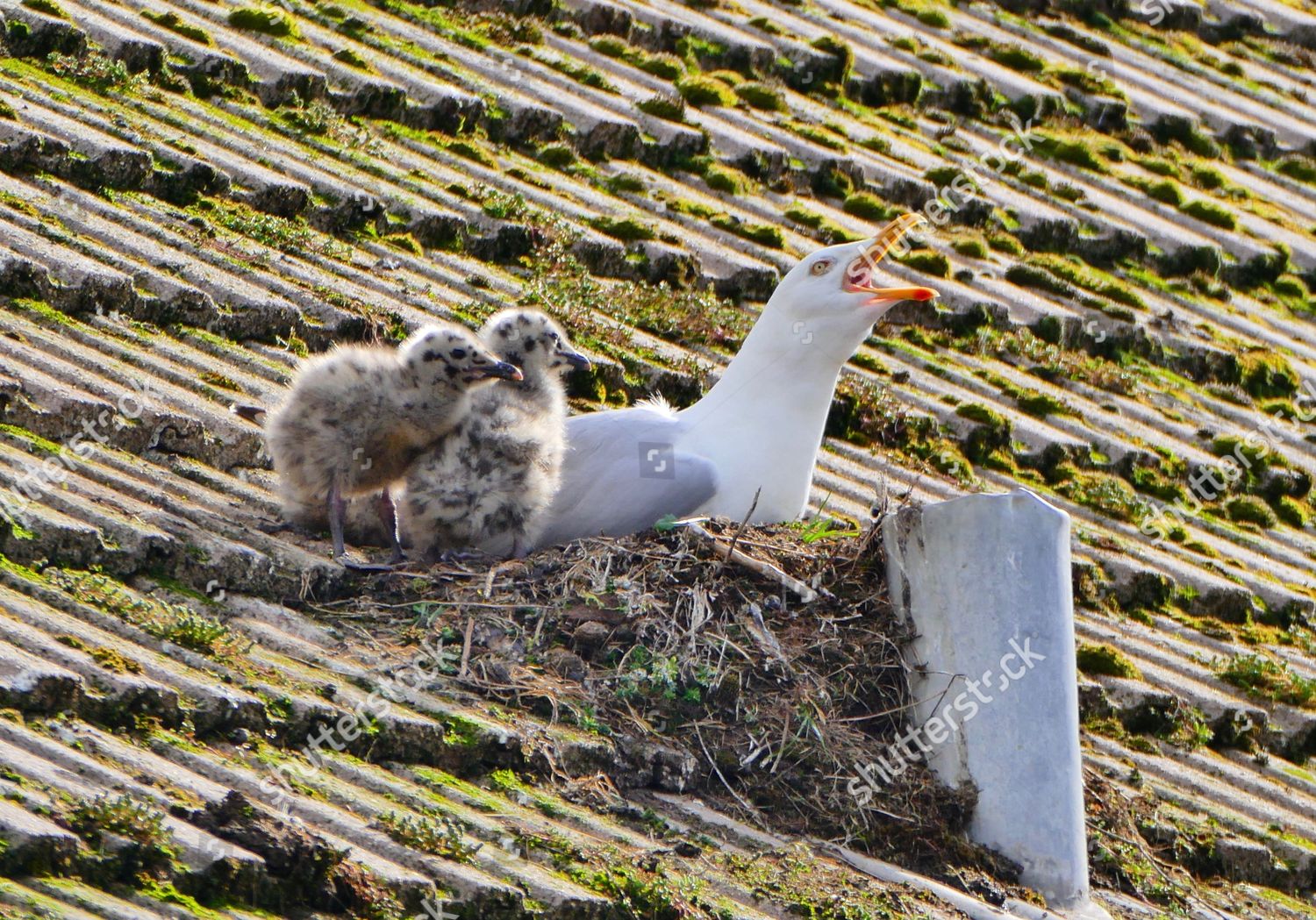 Seagulls Nesting On Rooves Houses Residential Editorial Stock Photo ...