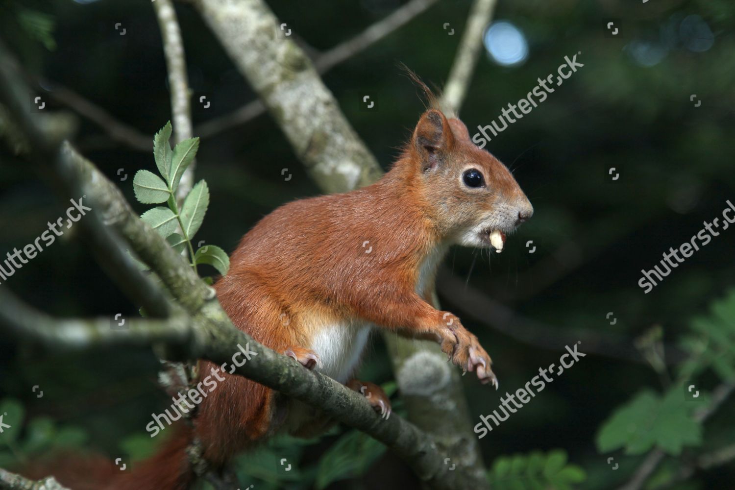 Red Squirrel Enclosure British Wildlife Centre Editorial Stock Photo ...