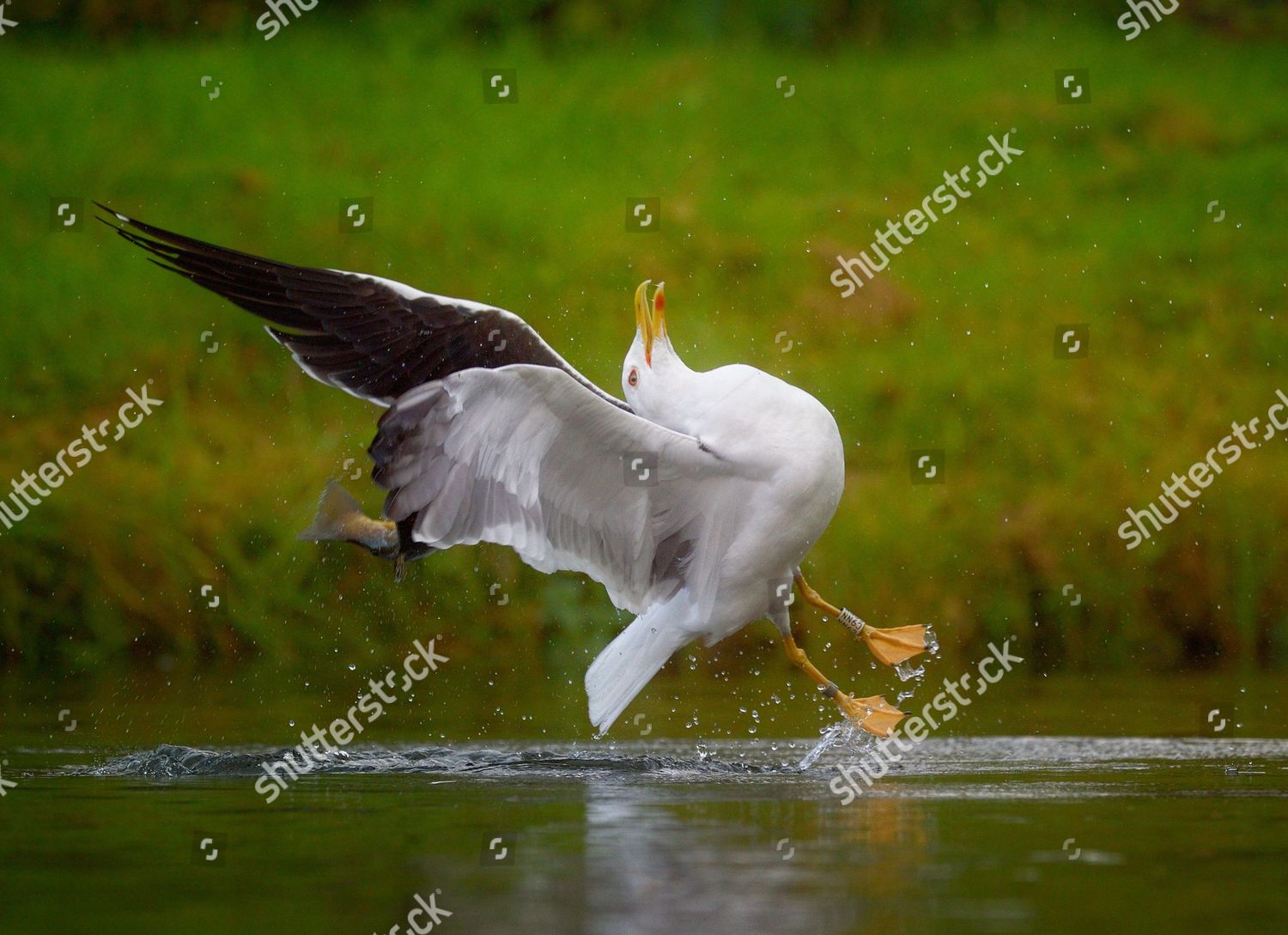 Gull Attempting Catch Fish Leaps Out Editorial Stock Photo - Stock ...