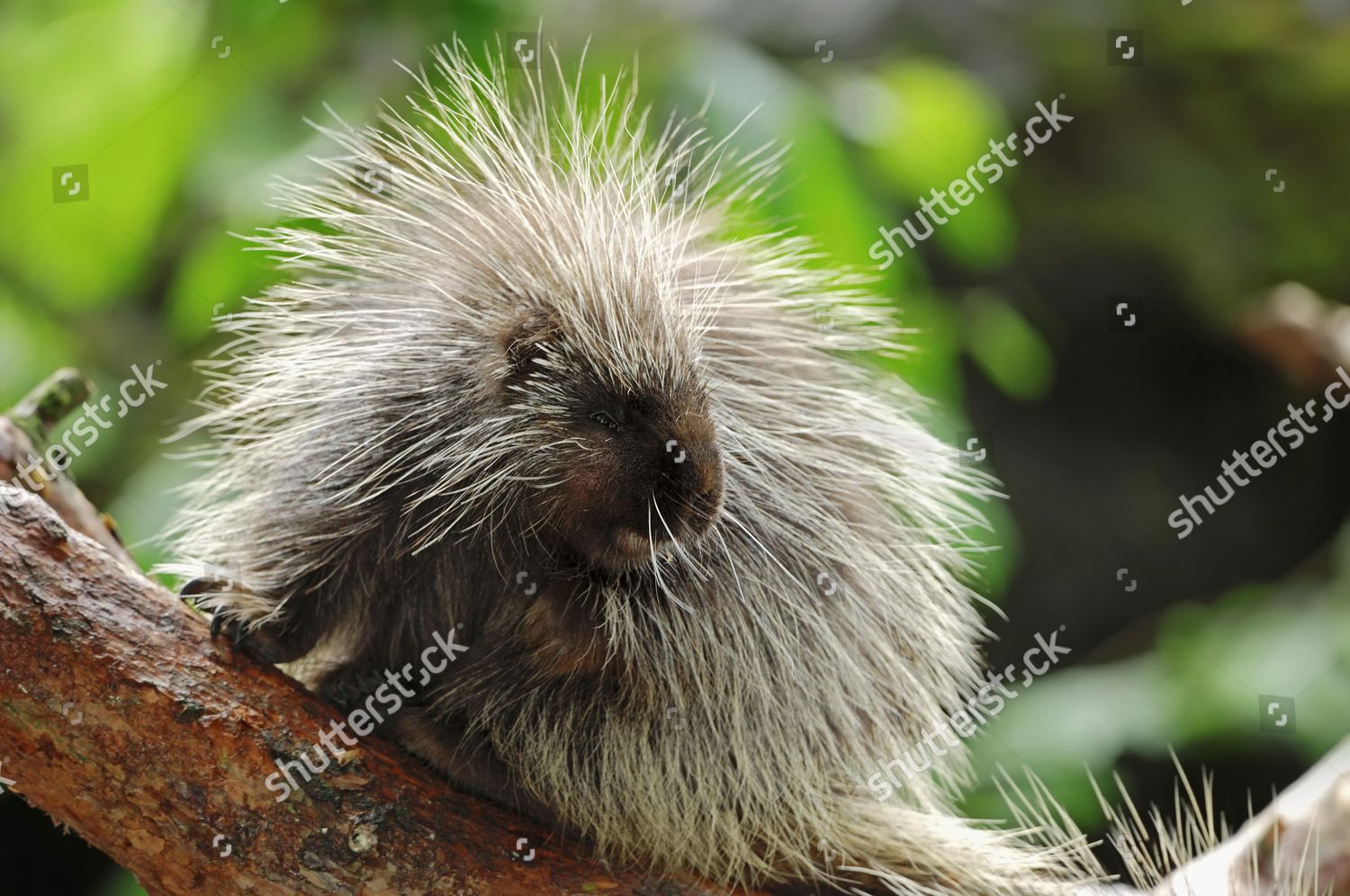 North American Porcupine Canadian Porcupine Common Editorial Stock ...