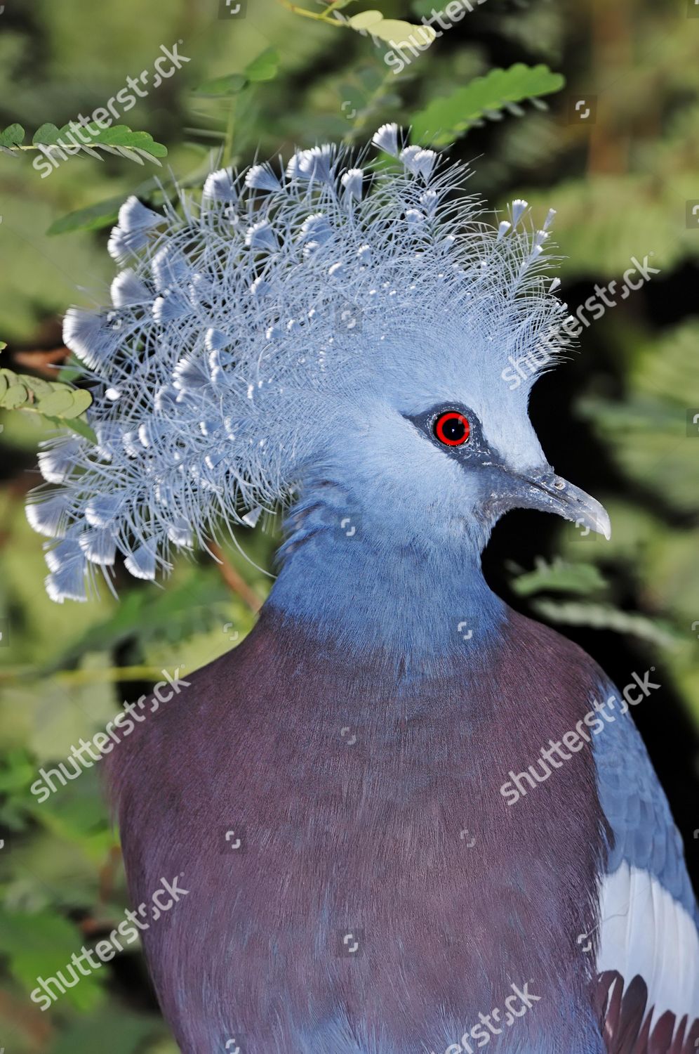 Western Crowned Pigeon Common Crowned Pigeon Editorial Stock Photo ...