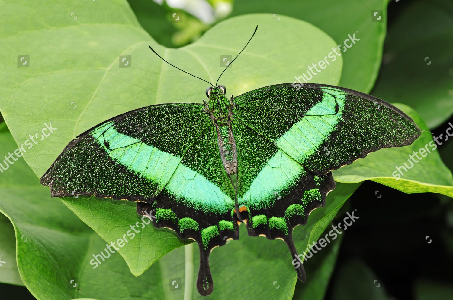 Emerald Swallowtail Emerald Peacock Greenbanded Peacock Editorial Stock ...