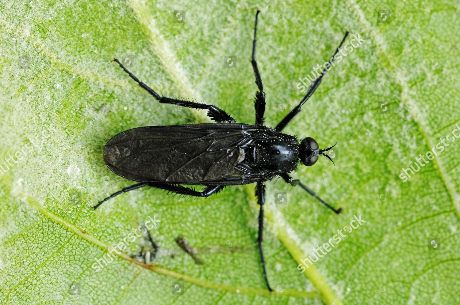 St Marks Fly Bibio Marci Female Editorial Stock Photo - Stock Image ...