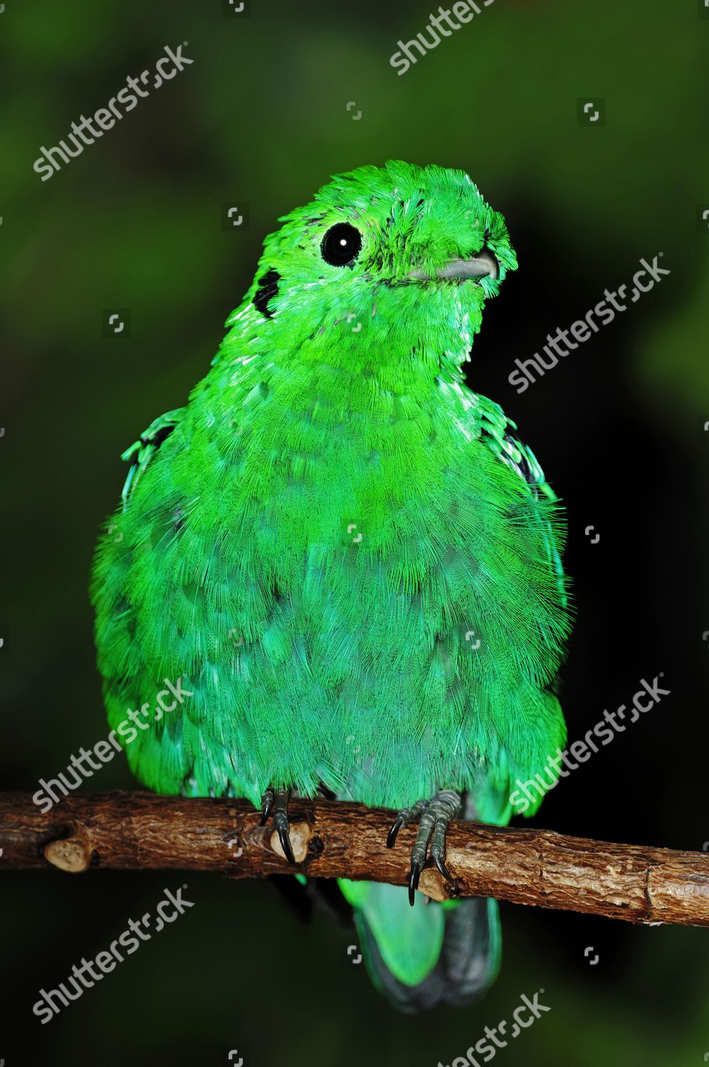 Green Broadbill Calyptomena Viridis Male Native Editorial Stock Photo ...