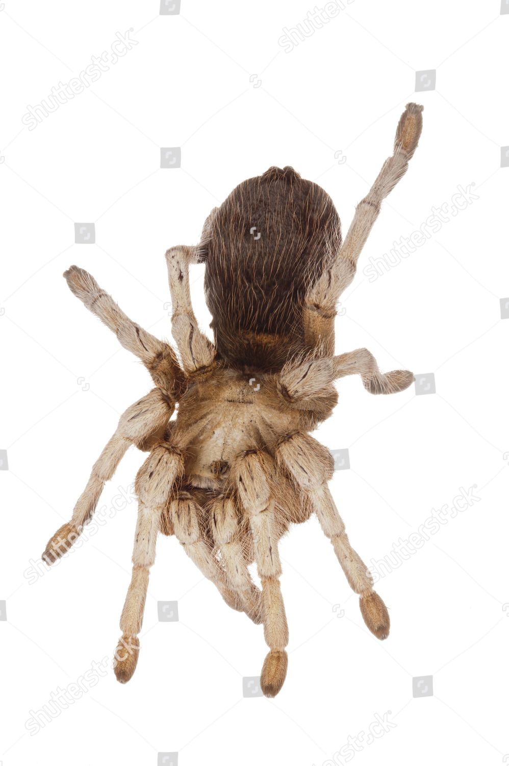 Mexican Blonde Tarantula Aphonopelma Chalcodes Editorial Stock Photo ...