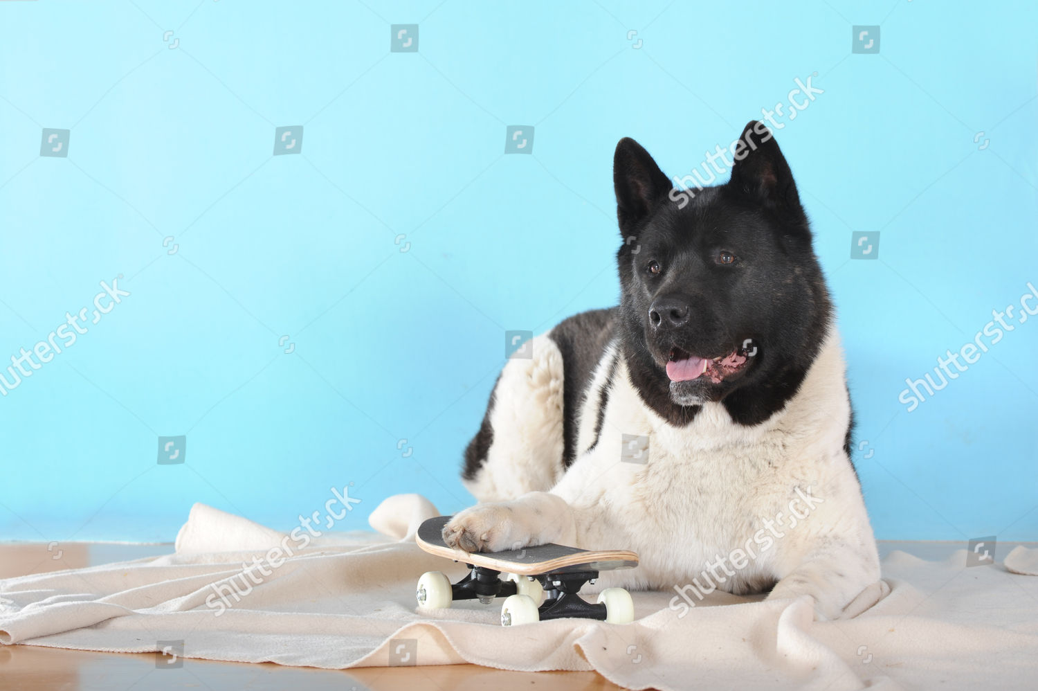 American Akita Paw On Mini Skateboard Editorial Stock Photo - Stock ...