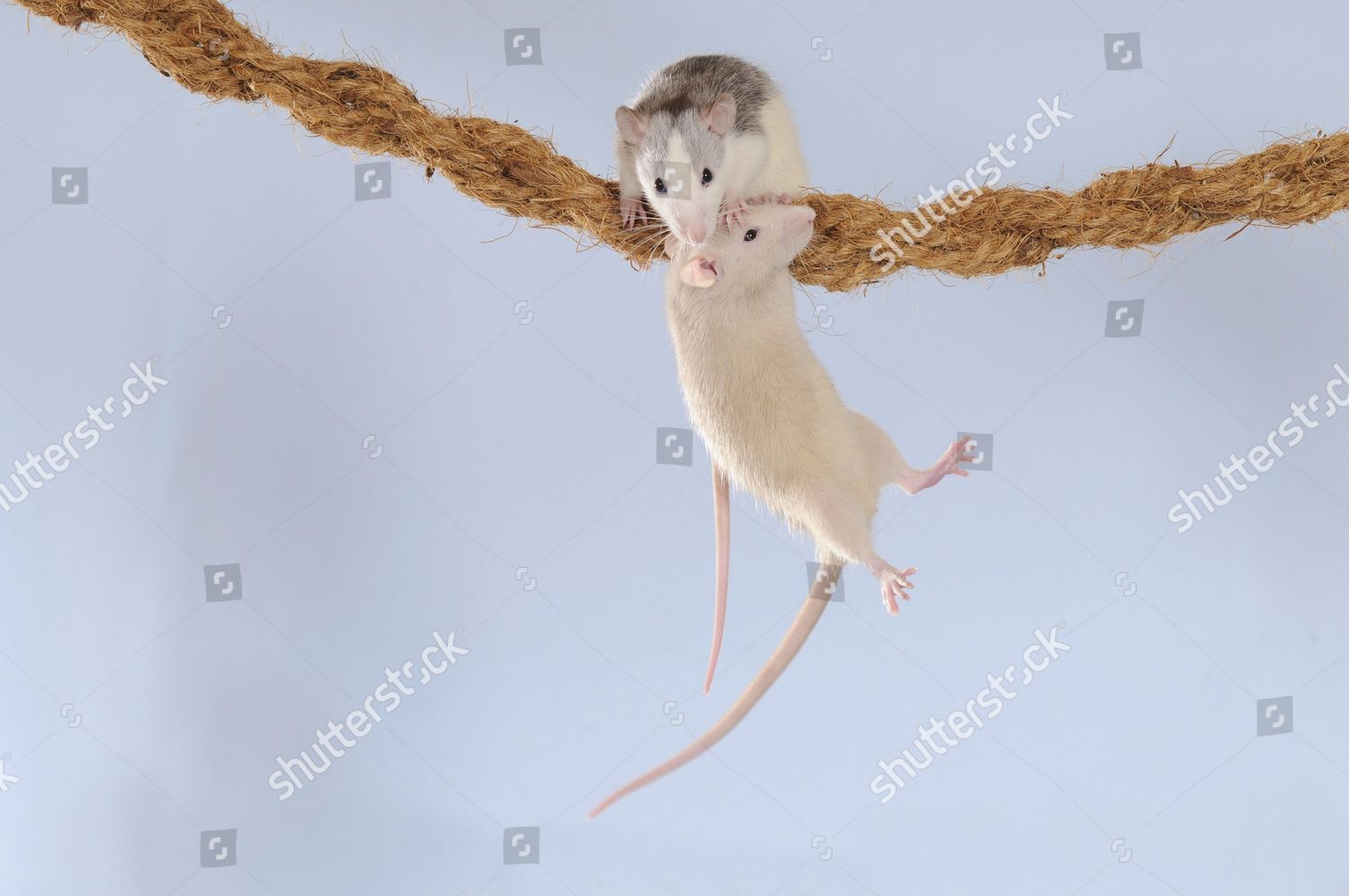 Fancy Rats Husky Cream Coloured Climbing Editorial Stock Photo - Stock ...
