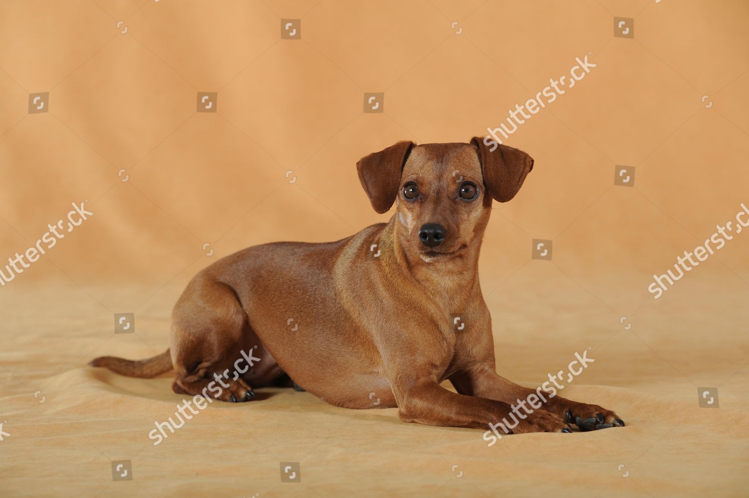 Brown Miniature Pinscher Lying Editorial Stock Photo - Stock Image ...