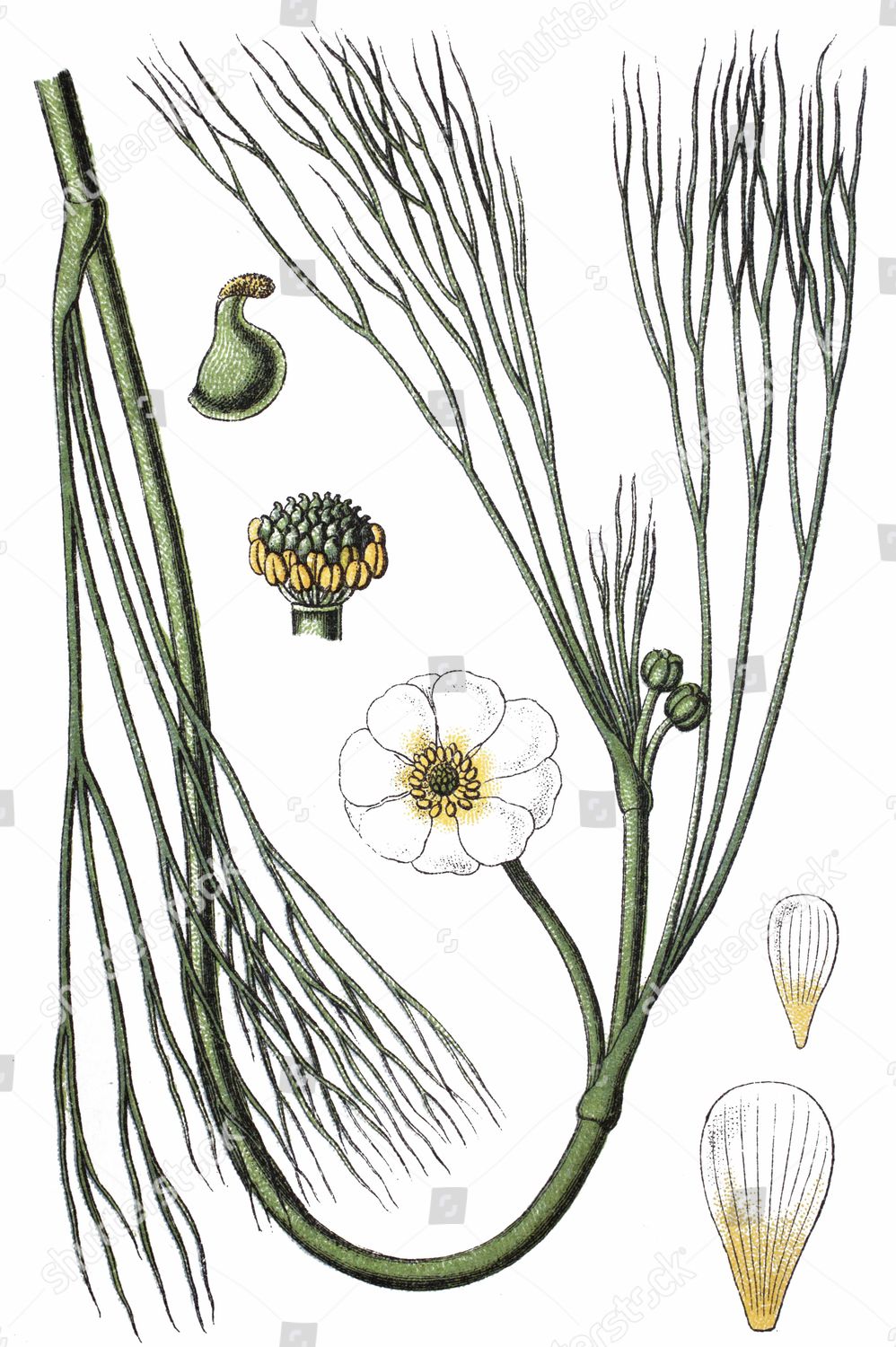 River Water Crowfoot Ranunculus Hybridus Fluitans Editorial Stock Photo ...