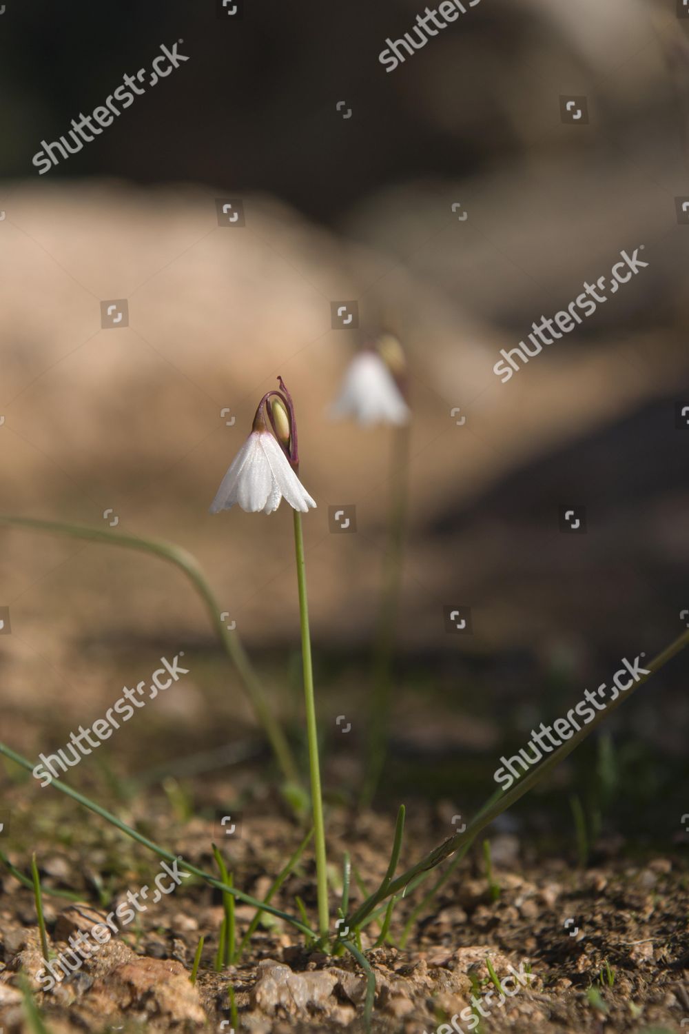 Autumn Snowflake Acis Autumnalis Valle Doridda Editorial Stock Photo ...