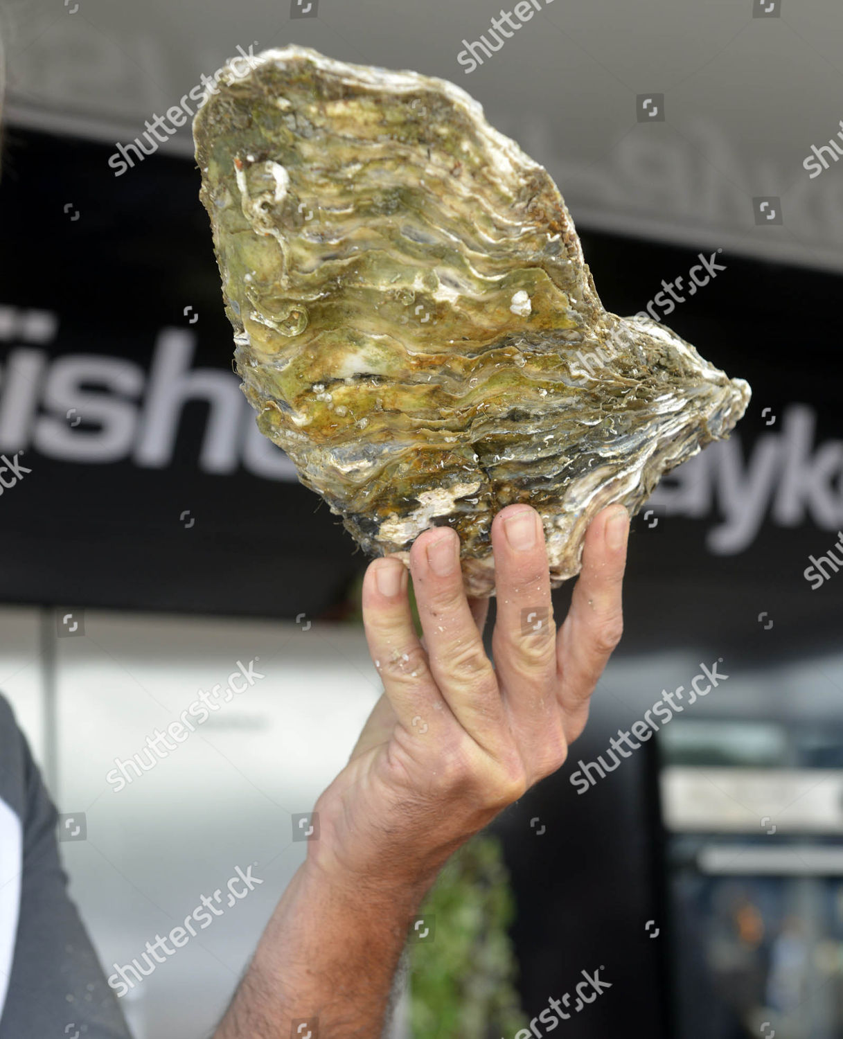 Worlds Largest Oyster Editorial Stock Photo - Stock Image | Shutterstock