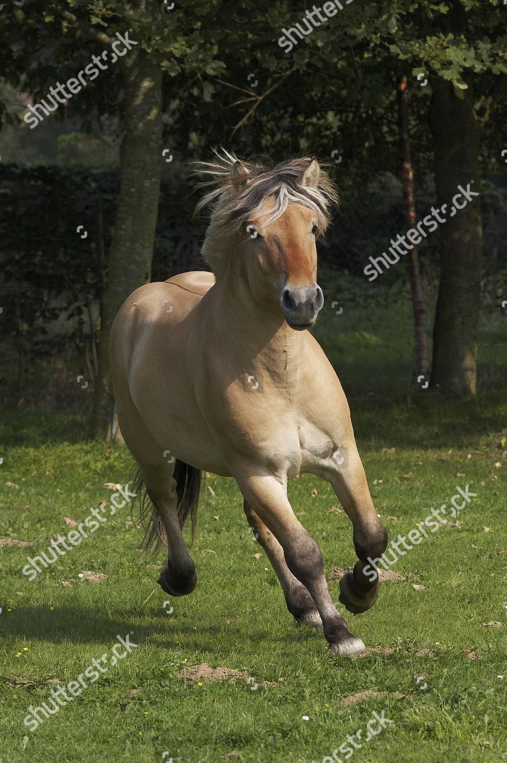 Fjord Norwegian Pony Editorial Stock Photo - Stock Image | Shutterstock