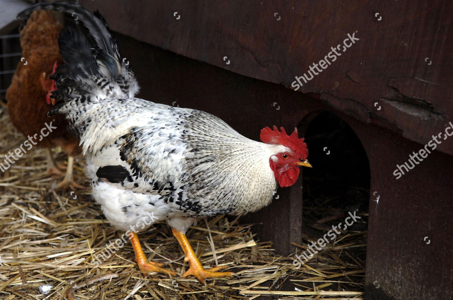 Chickens Their Stable Where They Protected Editorial Stock Photo ...