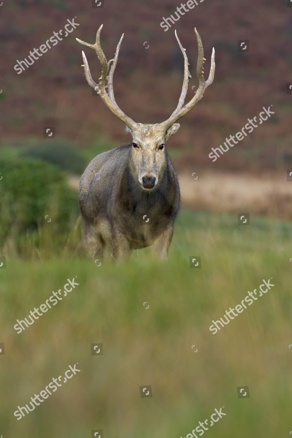 Pere Davids Deer Elaphurus Davidianus Buck Editorial Stock Photo ...