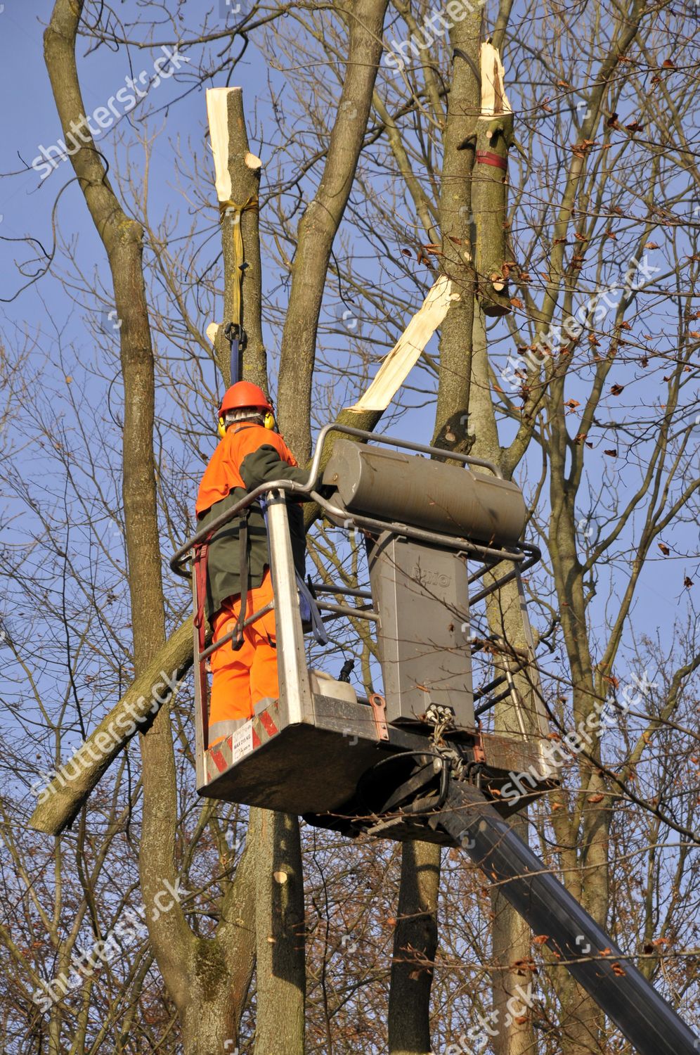 Pruning Ash Trees That Infected Micro Editorial Stock Photo - Stock ...