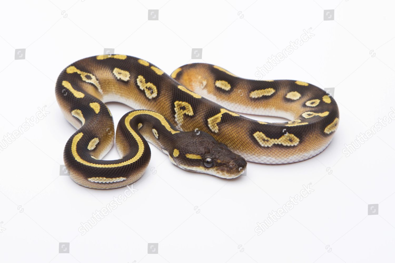 Royal Python Python Regius Mojave Black Editorial Stock Photo - Stock ...