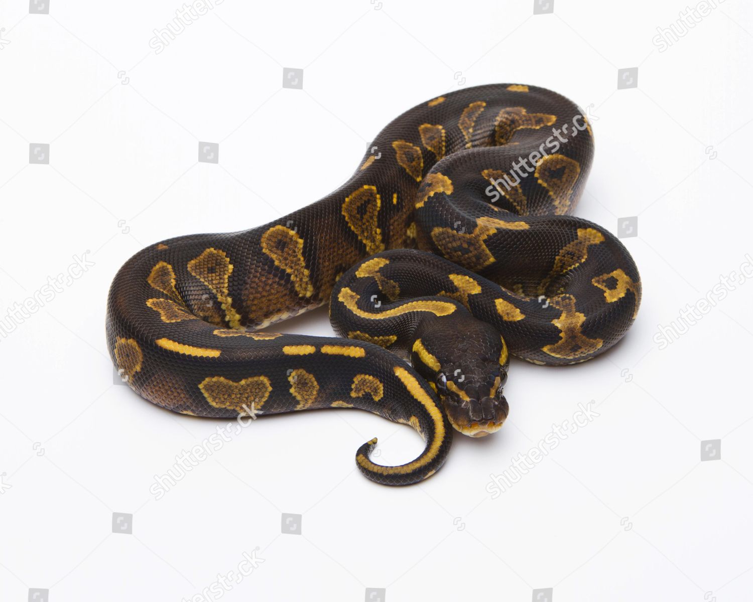 Royal Python Python Regius Yellow Belly Editorial Stock Photo - Stock ...
